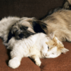 50 Lhasa Apso Traits – Lhasa Apso Owner